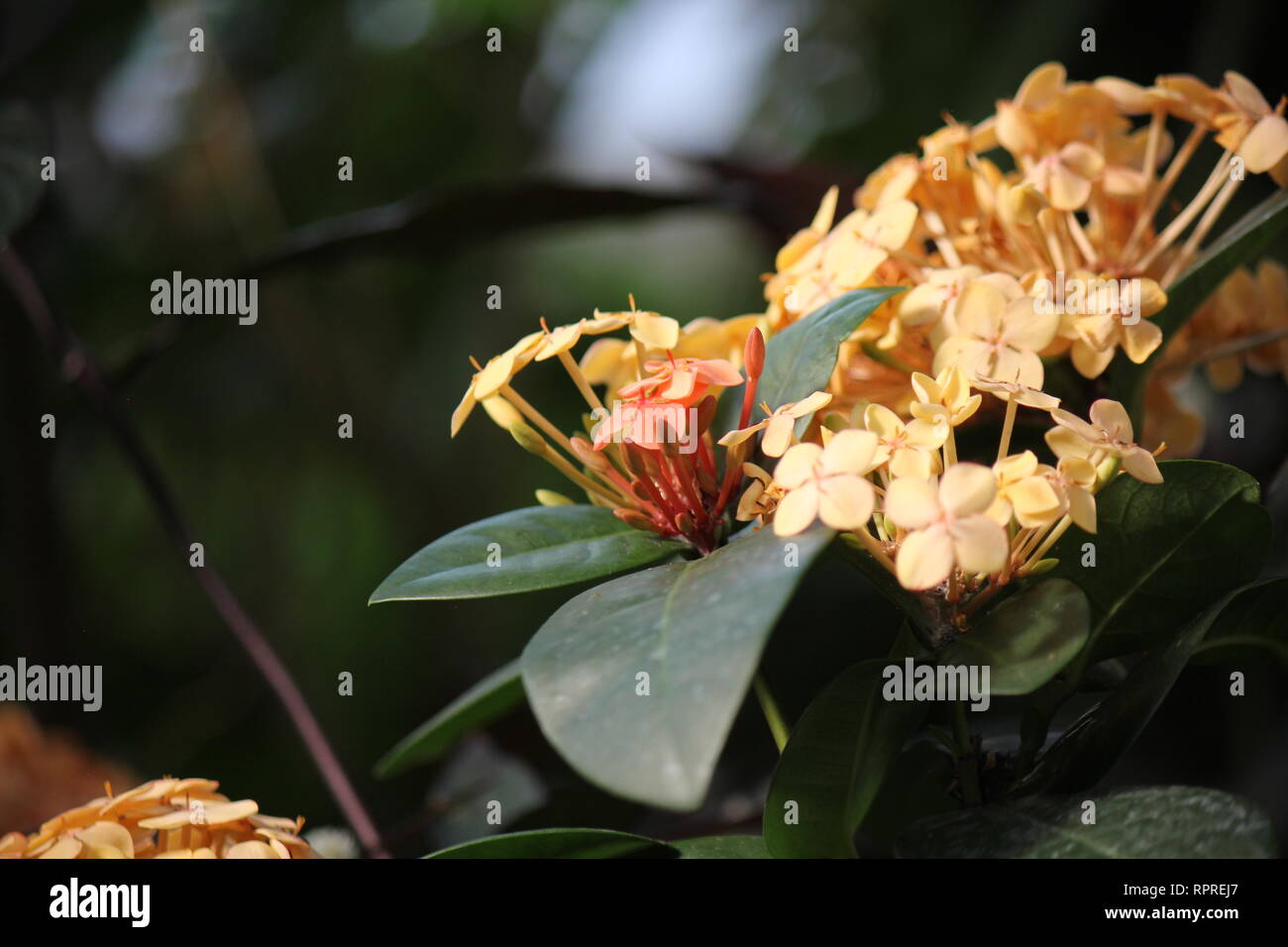 Flawless, stunning cultivated Ixora coccinea also known as jungle ...