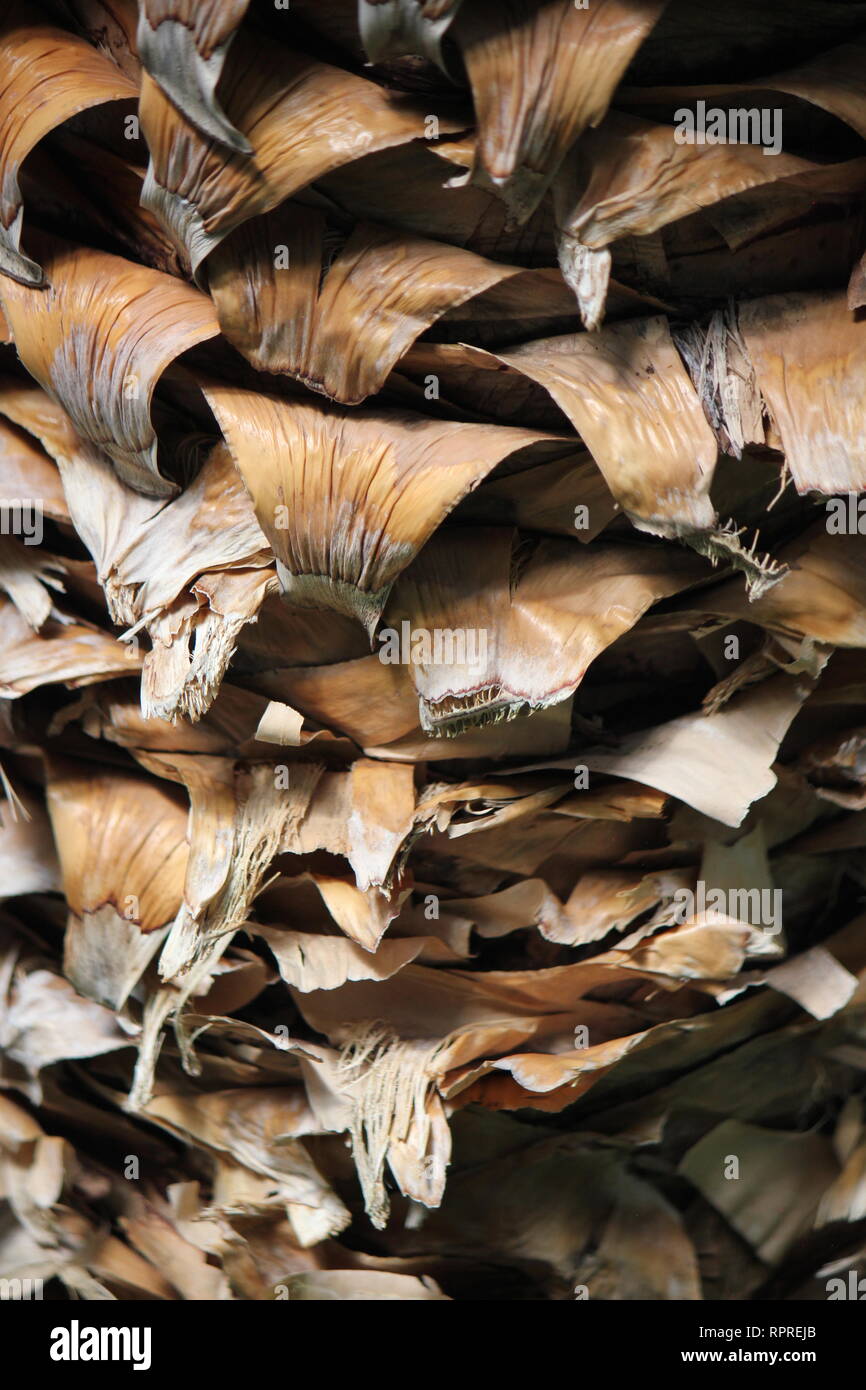 Flawless, stunning cultivated palm tree, Dracaena draco, Canary Islands ...