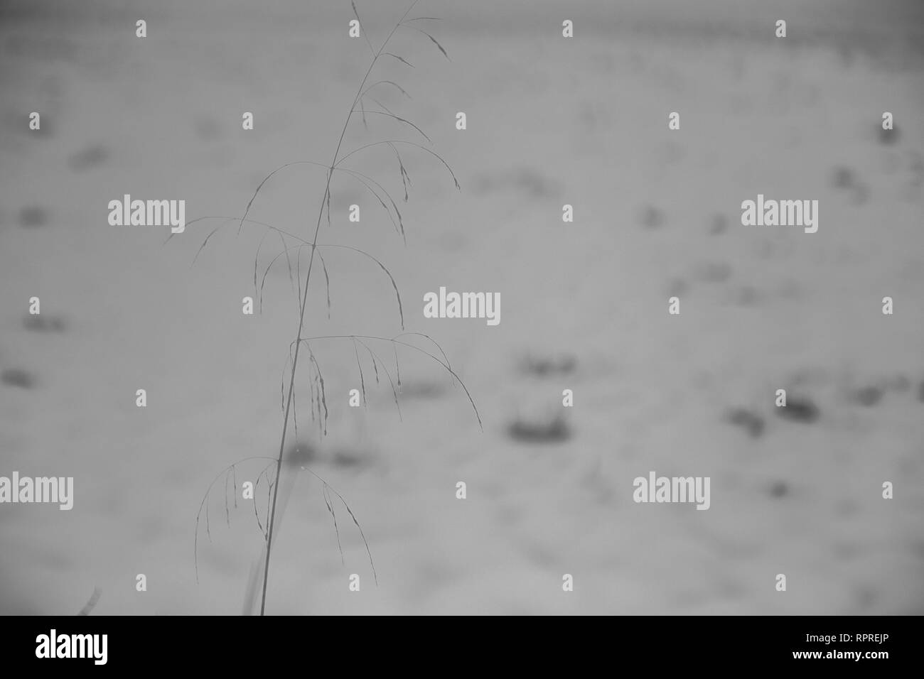 Close up of plants in the fog in winter Stock Photo - Alamy