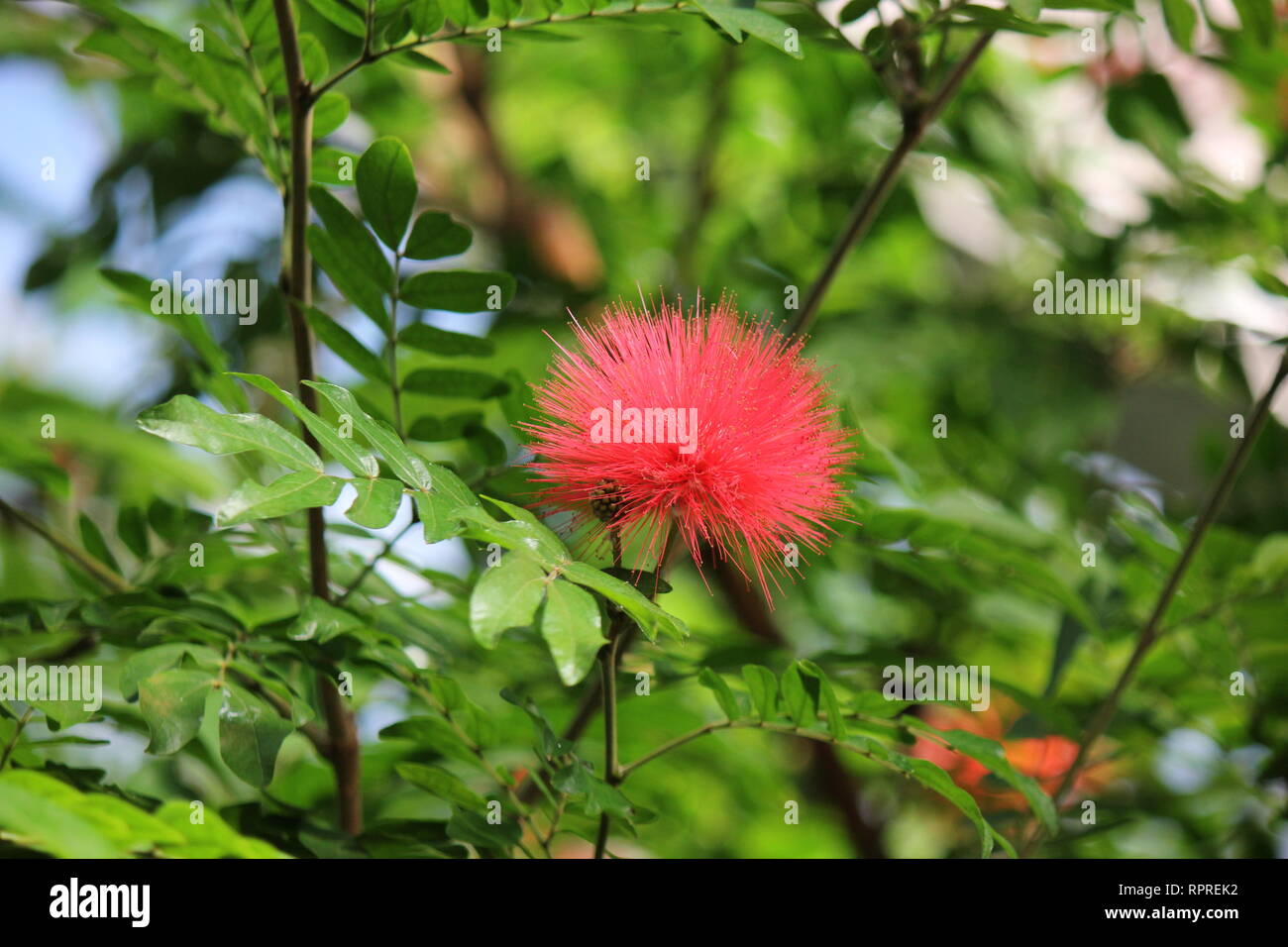 Beautiful, stunning, and striking red Calliandra tree flower growing ...