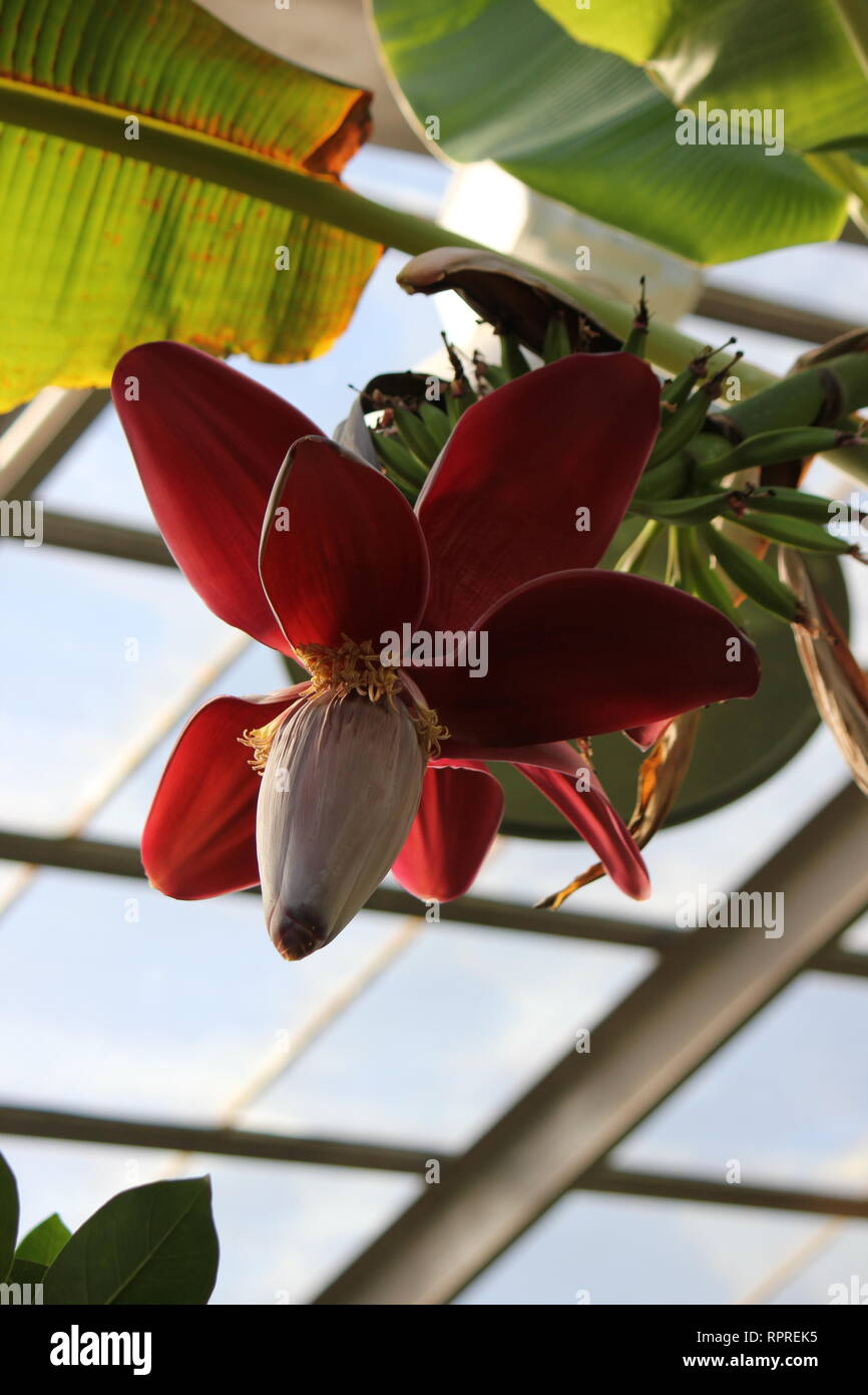 Stunning, flawless banana musa acuminata flowering plant growing in the ...