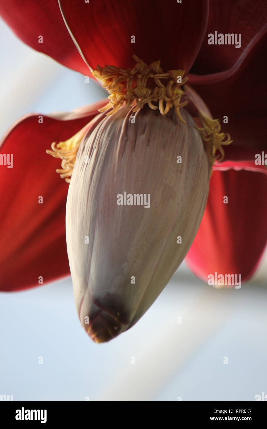 Stunning, flawless banana musa acuminata flowering plant growing in the ...