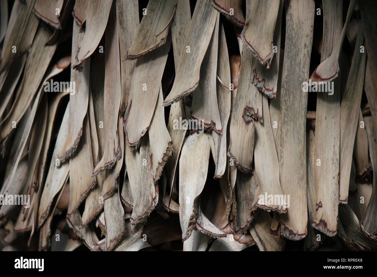 Flawless, stunning cultivated palm tree, Dracaena draco, Canary Islands ...