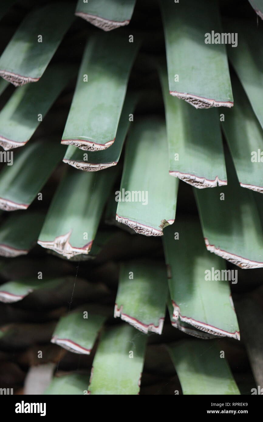 Flawless, stunning cultivated palm tree, Dracaena draco, Canary Islands ...