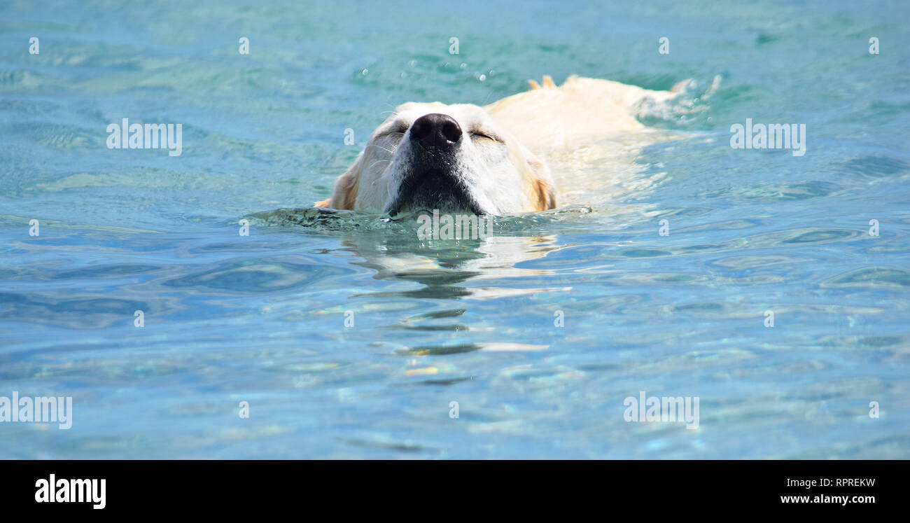 Golden Labrador, Vault Beach, Cornwall, 050716 Stock Photo - Alamy