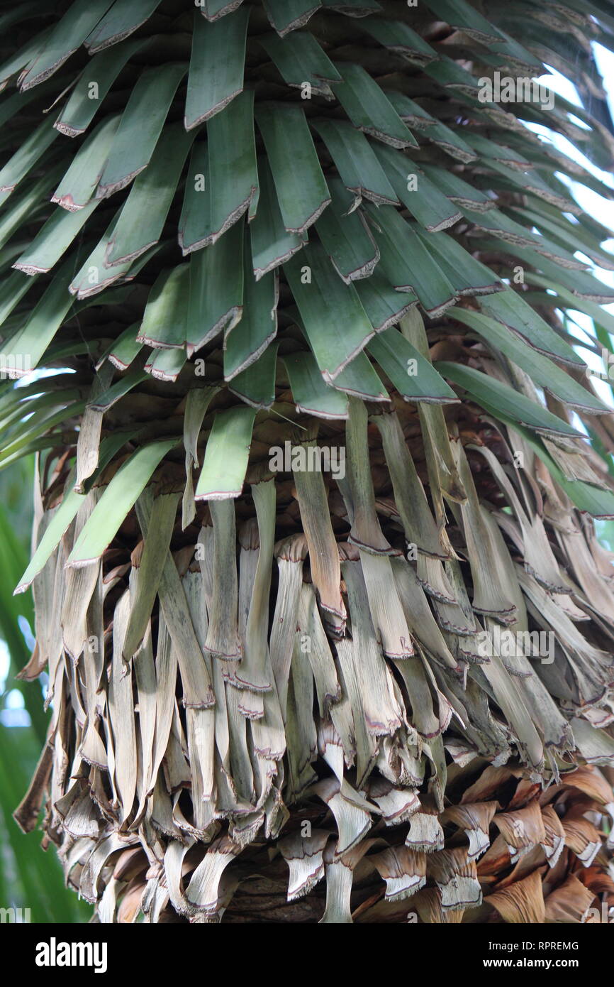 Flawless, stunning cultivated palm tree, Dracaena draco, Canary Islands ...