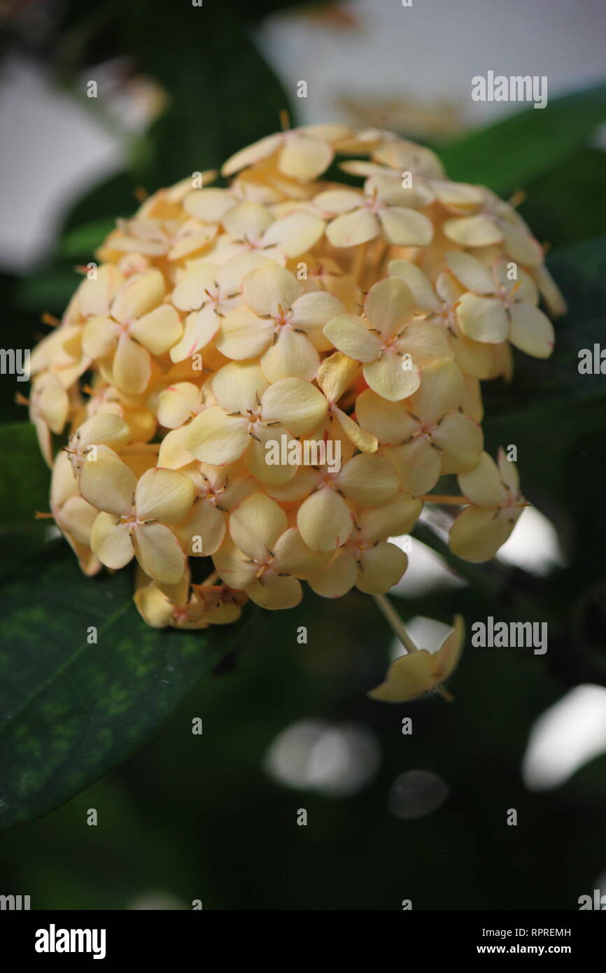 Flawless, stunning cultivated Ixora coccinea also known as jungle ...