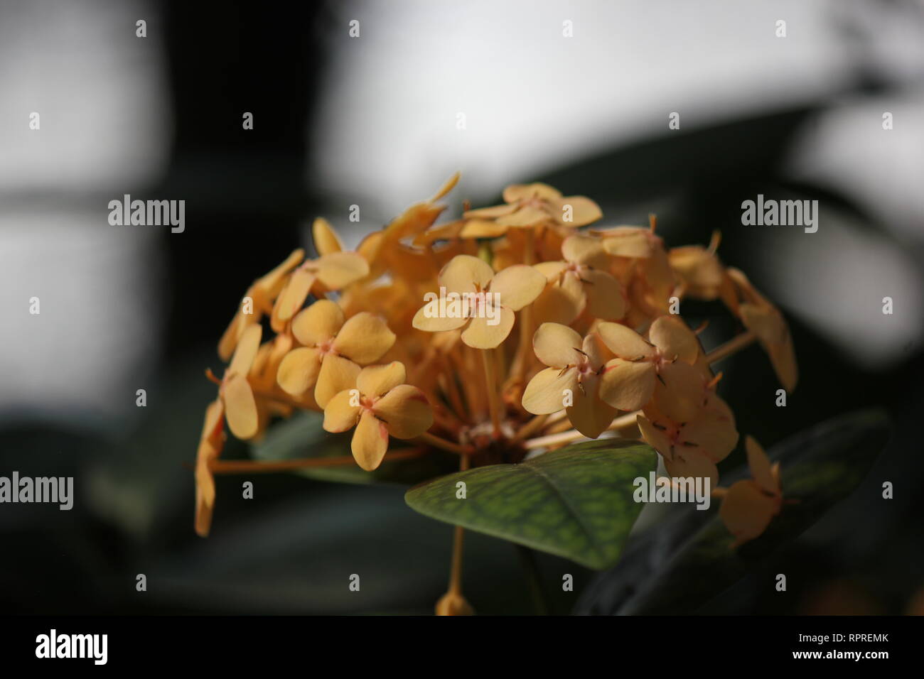 Flawless, stunning cultivated Ixora coccinea also known as jungle ...