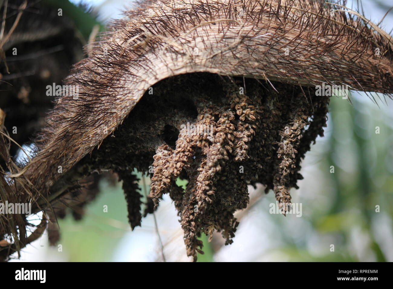 The chonta palm hi-res stock photography and images - Alamy