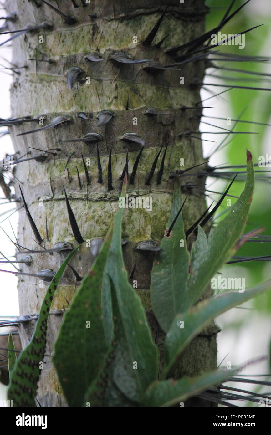 Thorny Palm High Resolution Stock Photography and Images - Alamy