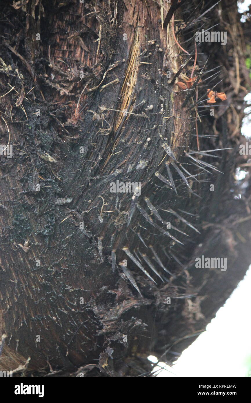 Flawless, stunning cultivated Chocho palm, astrocaryum mexicanum ...