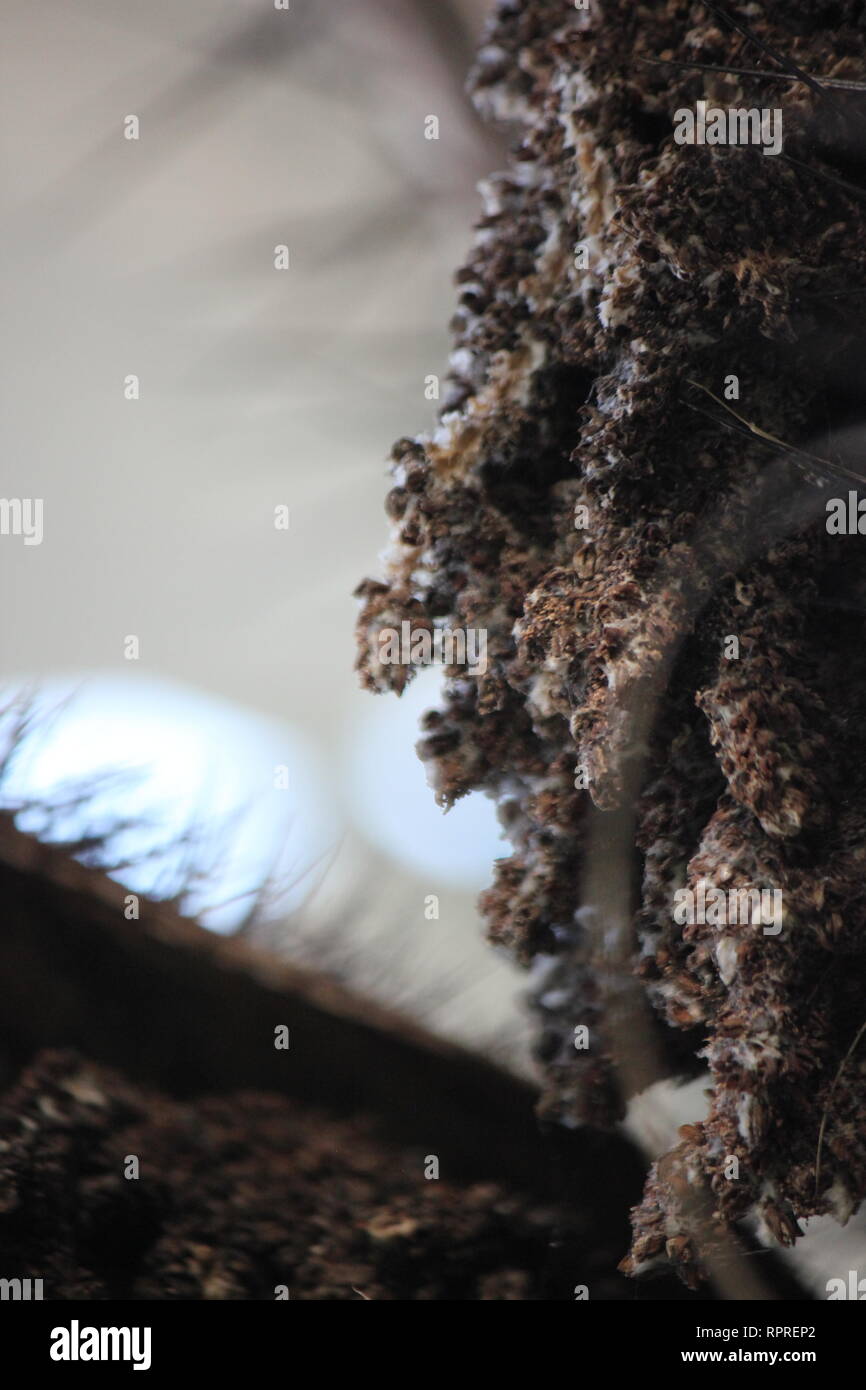Palm Seed Pod High Resolution Stock Photography and Images - Alamy