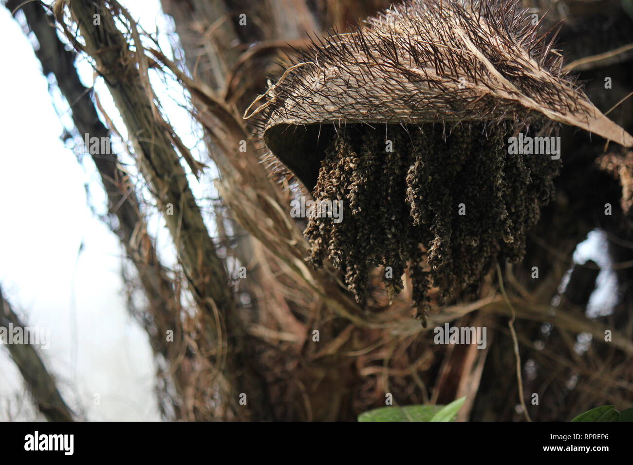 Flawless, stunning cultivated Chocho palm, astrocaryum mexicanum ...