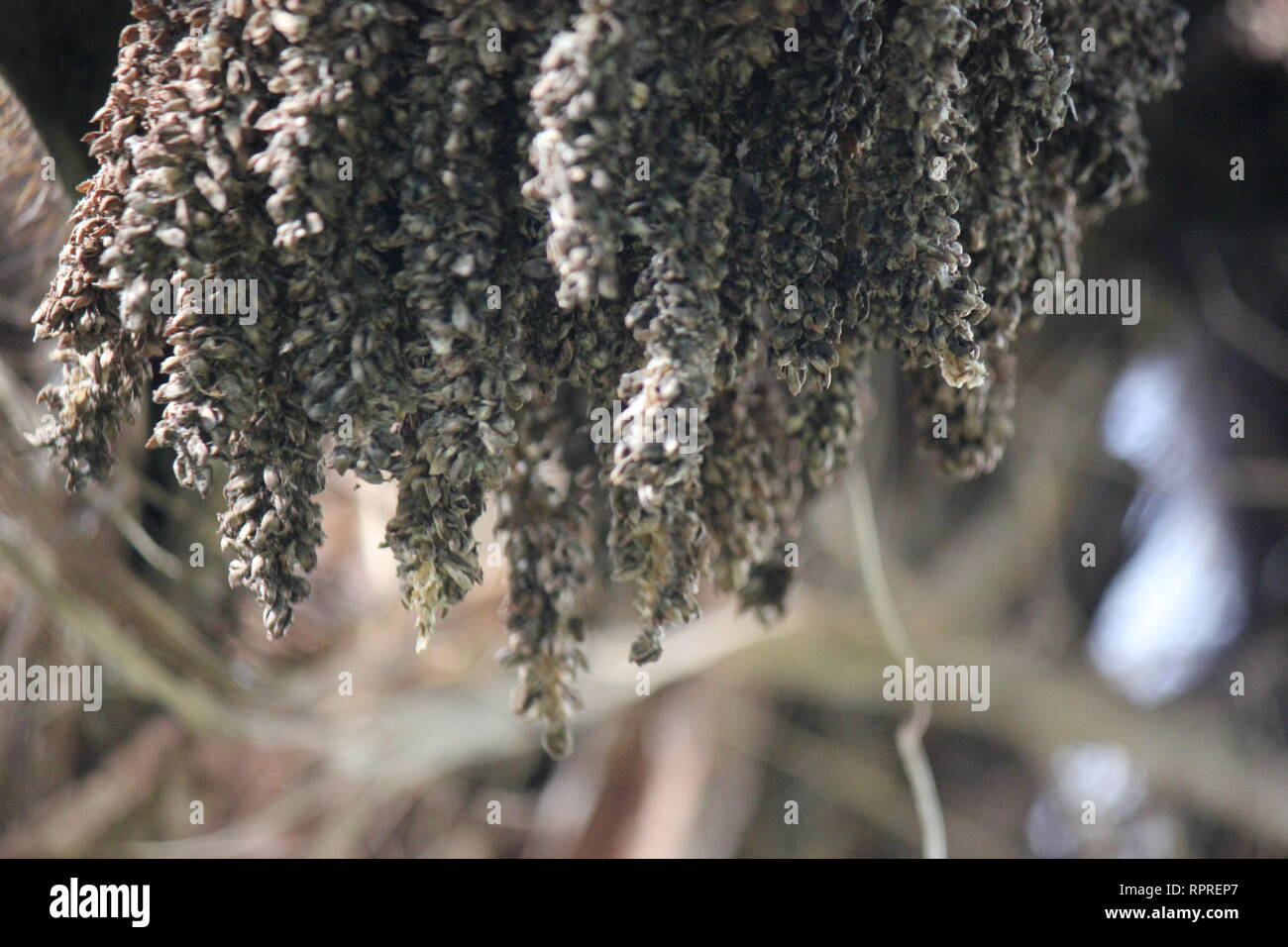 Flawless, stunning cultivated Chocho palm, astrocaryum mexicanum ...