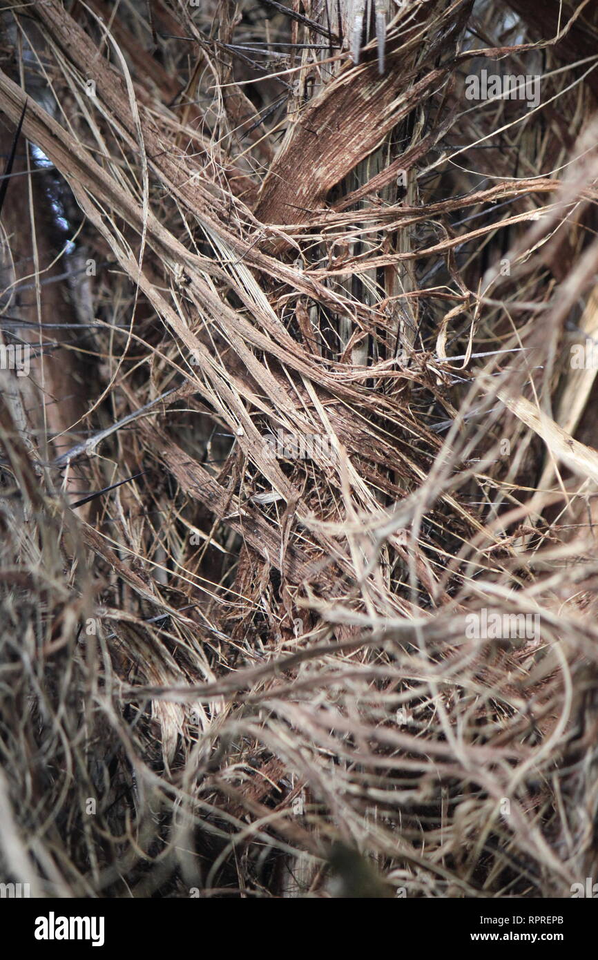 Flawless, stunning cultivated Chocho palm, astrocaryum mexicanum ...