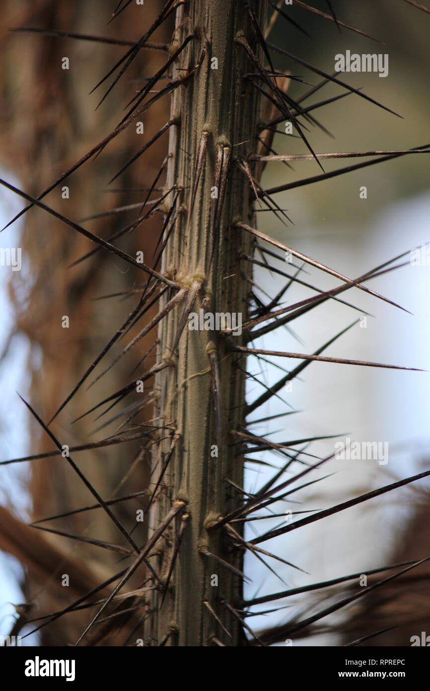 Thorny Palm High Resolution Stock Photography and Images - Alamy
