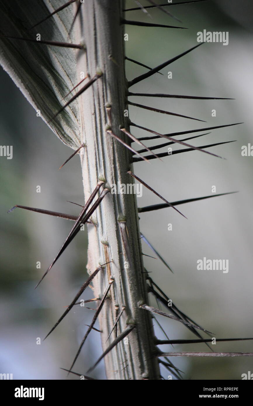Thorny Palm High Resolution Stock Photography and Images - Alamy