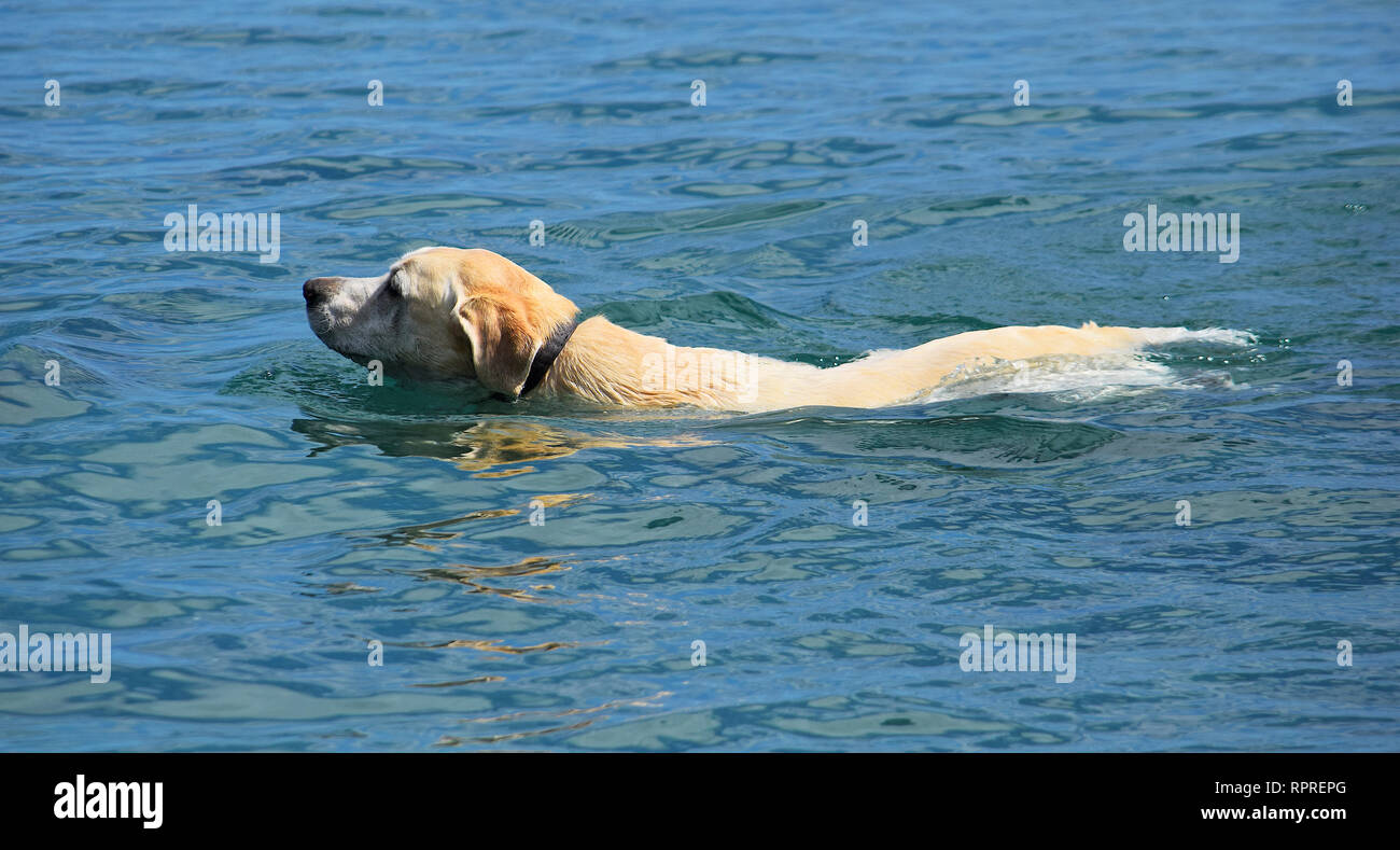 Golden Labrador, Vault Beach, Cornwall, 050716 Stock Photo - Alamy