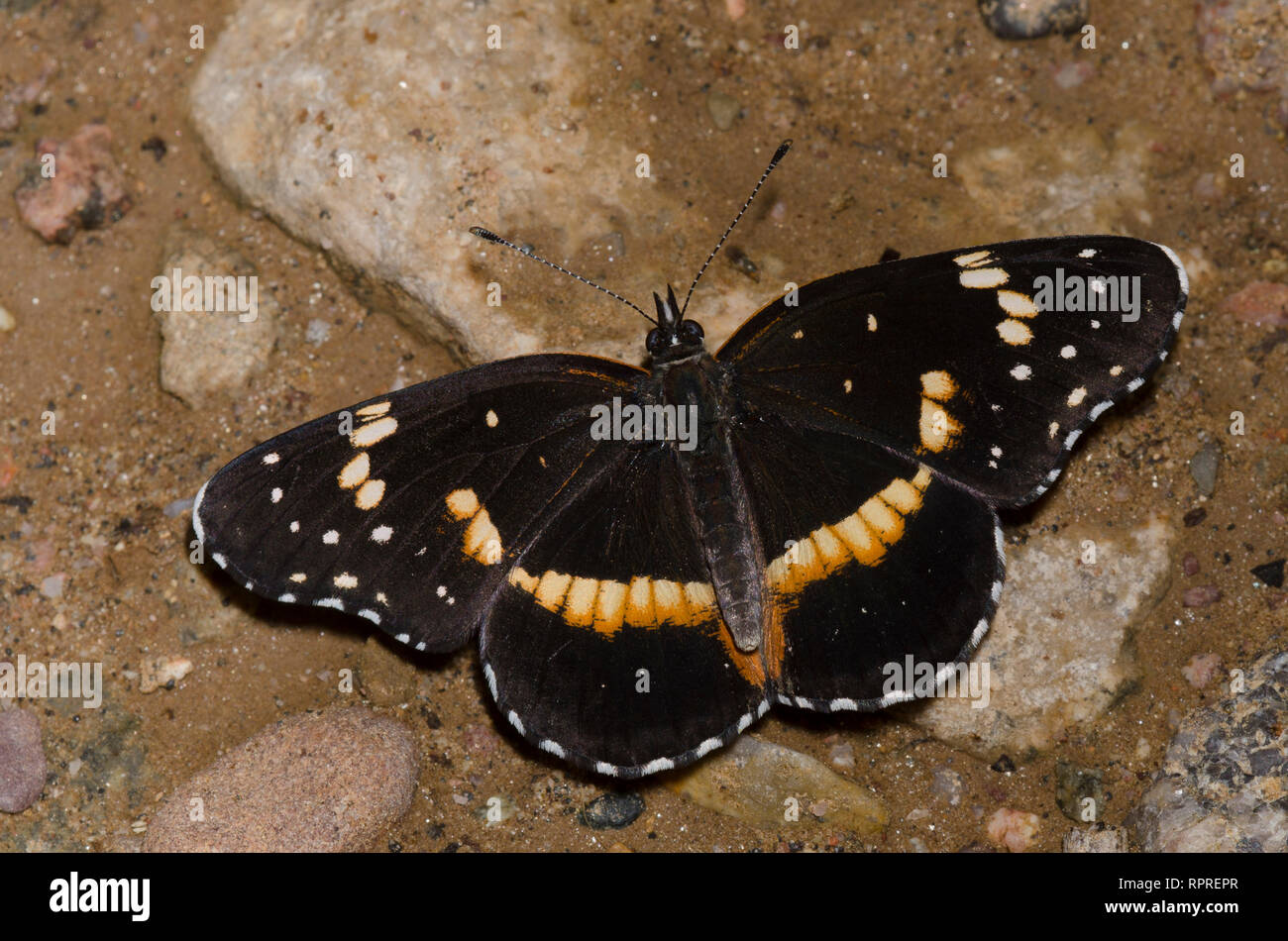Patch Of Mud High Resolution Stock Photography and Images - Alamy