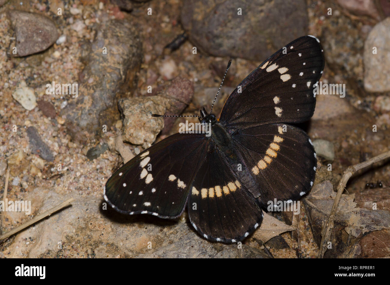 Patch of mud hi-res stock photography and images - Alamy
