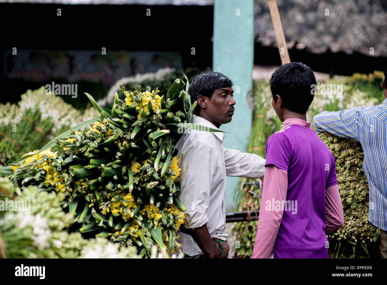 Jhikorgacha hi-res stock photography and images - Alamy