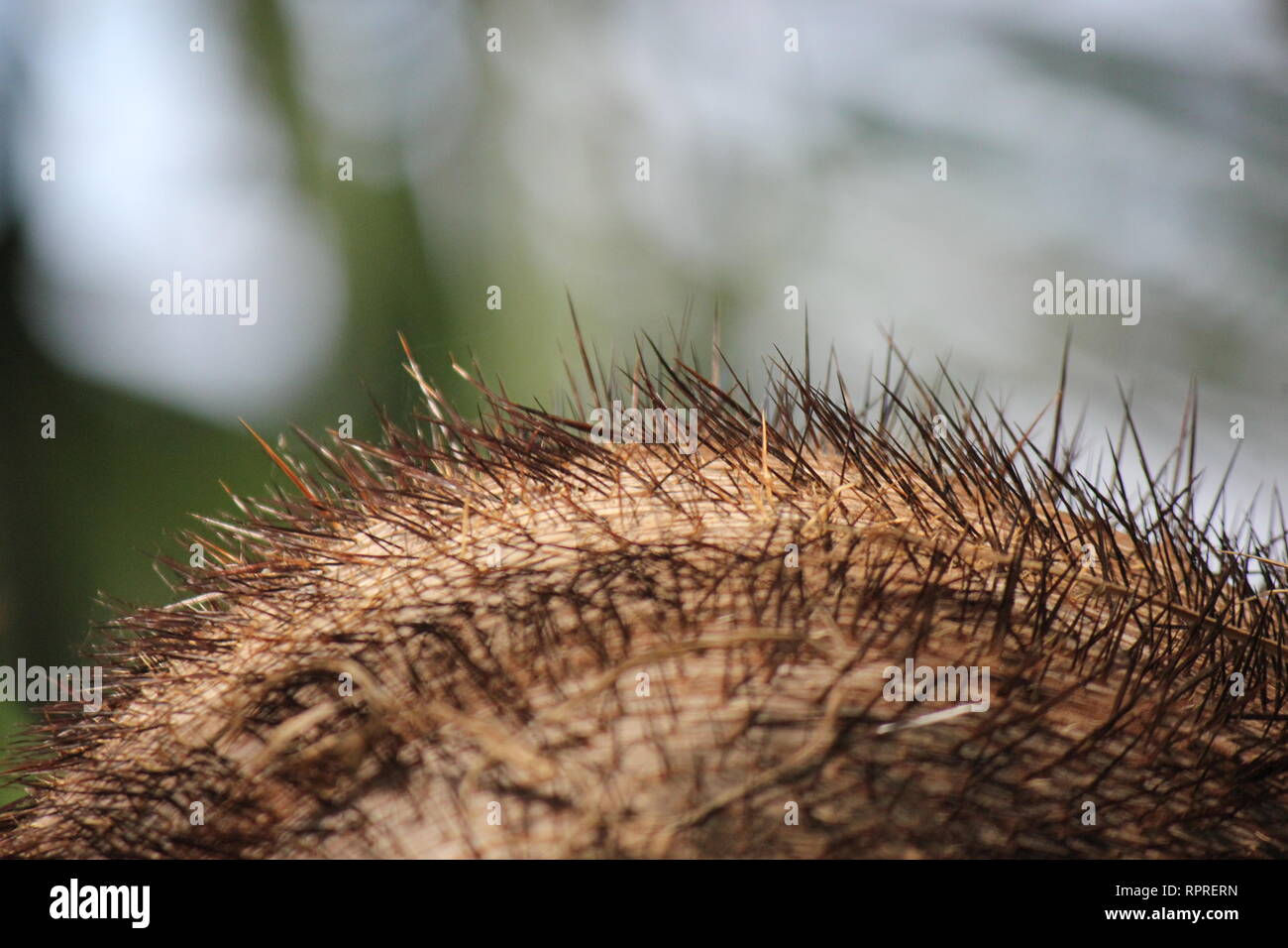 Flawless, stunning cultivated Chocho palm, astrocaryum mexicanum ...