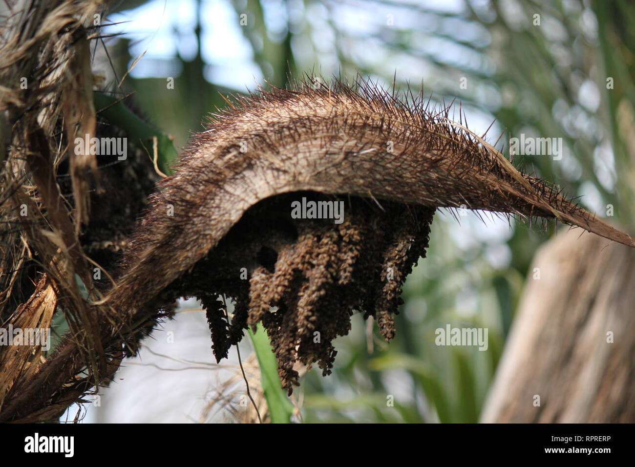 Flawless, stunning cultivated Chocho palm, astrocaryum mexicanum ...