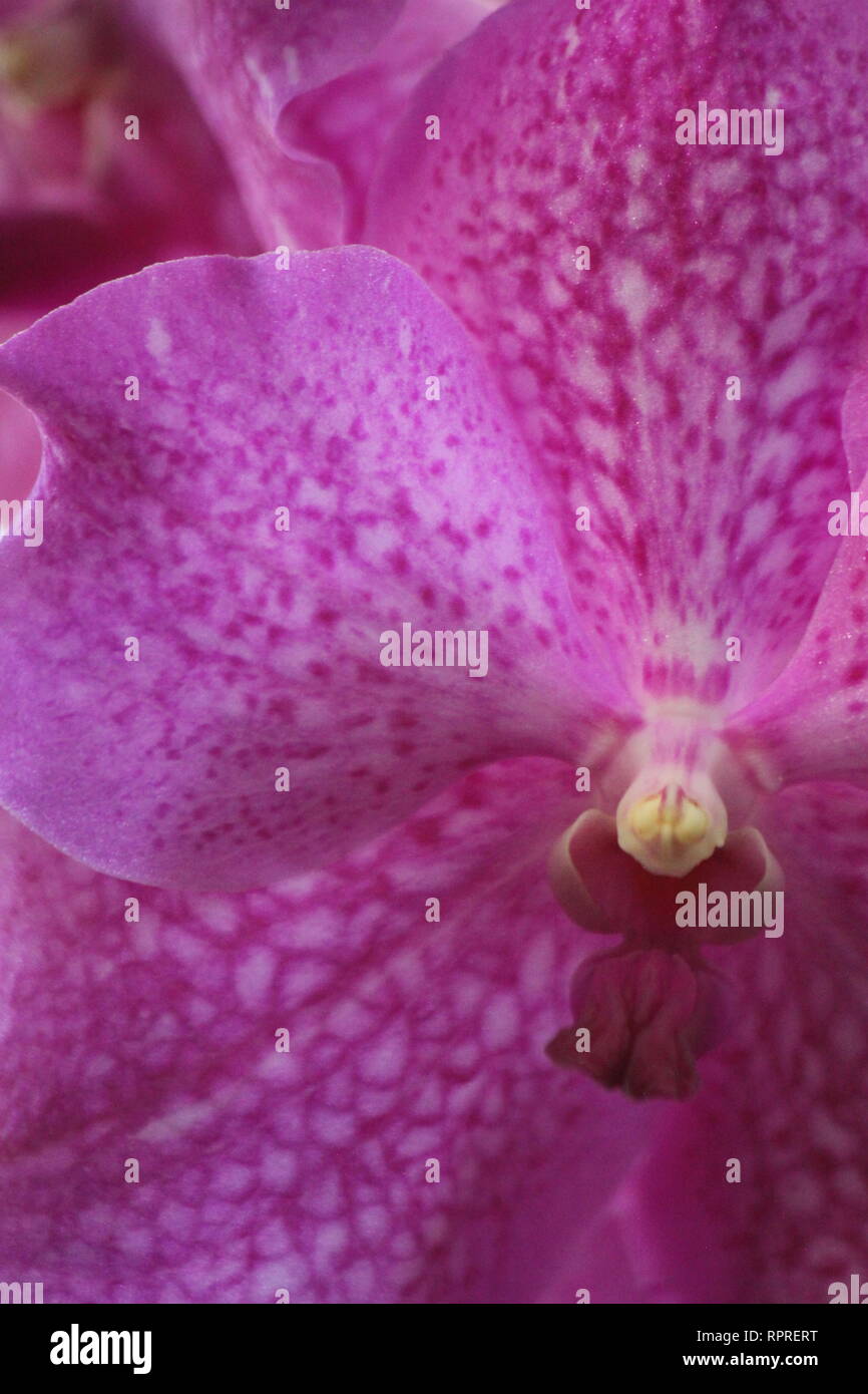 Perfect purple pink purplish pinkish hi-res stock photography and ...