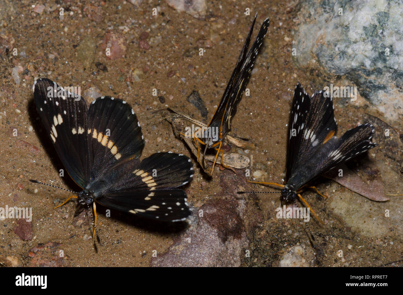 Bordered Patches, Chlosyne lacinia, mud-puddling Stock Photo - Alamy