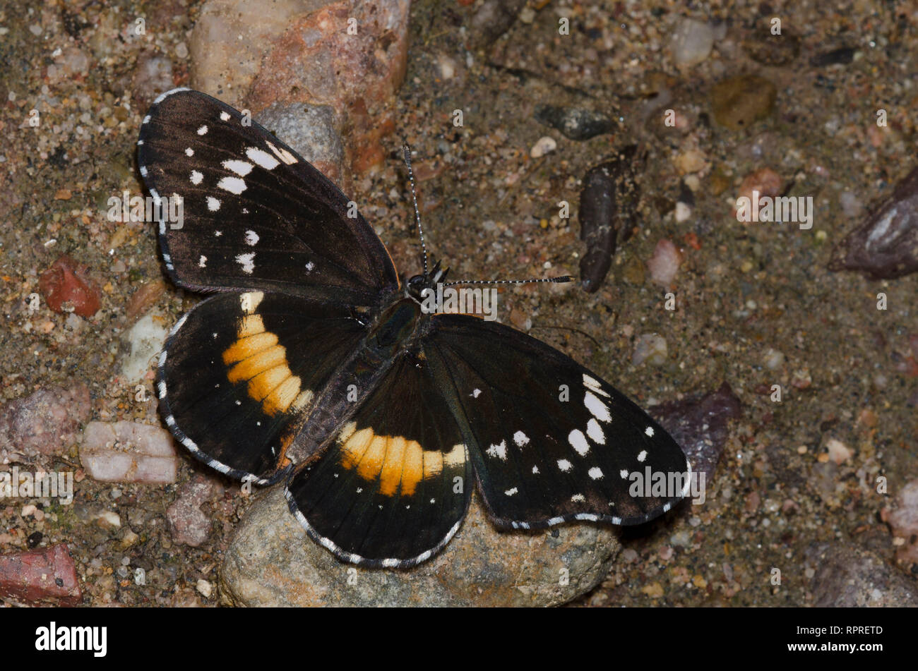 Bordered Patch, Chlosyne lacinia, mud-puddling Stock Photo - Alamy