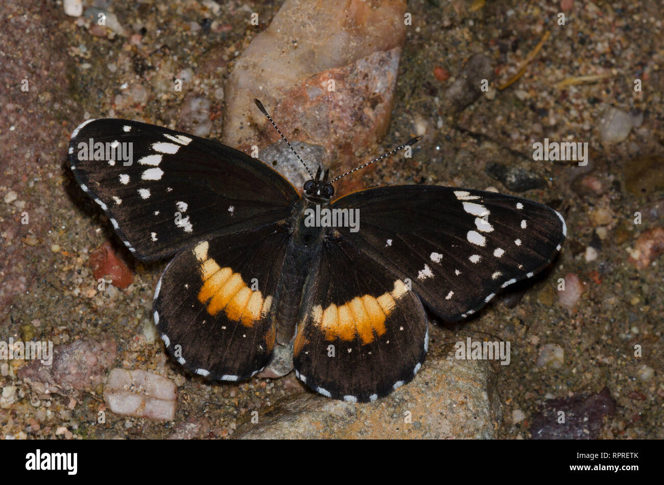 Patch of mud hi-res stock photography and images - Alamy