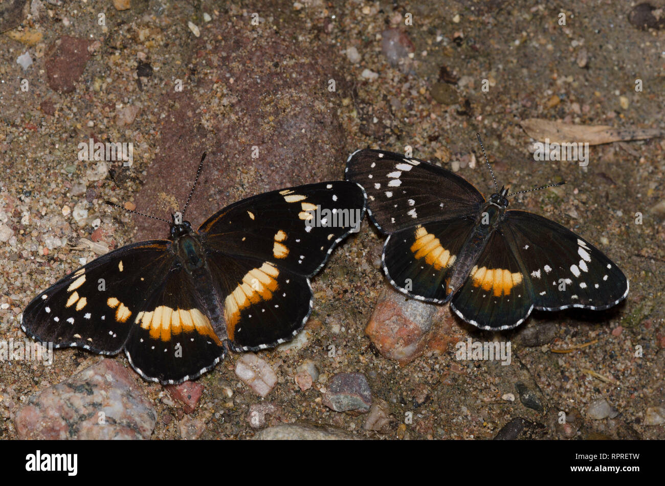 Bordered Patches, Chlosyne lacinia, mud-puddling Stock Photo - Alamy