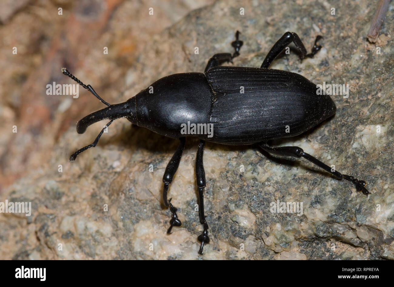 Scyphophorus sp hi-res stock photography and images - Alamy