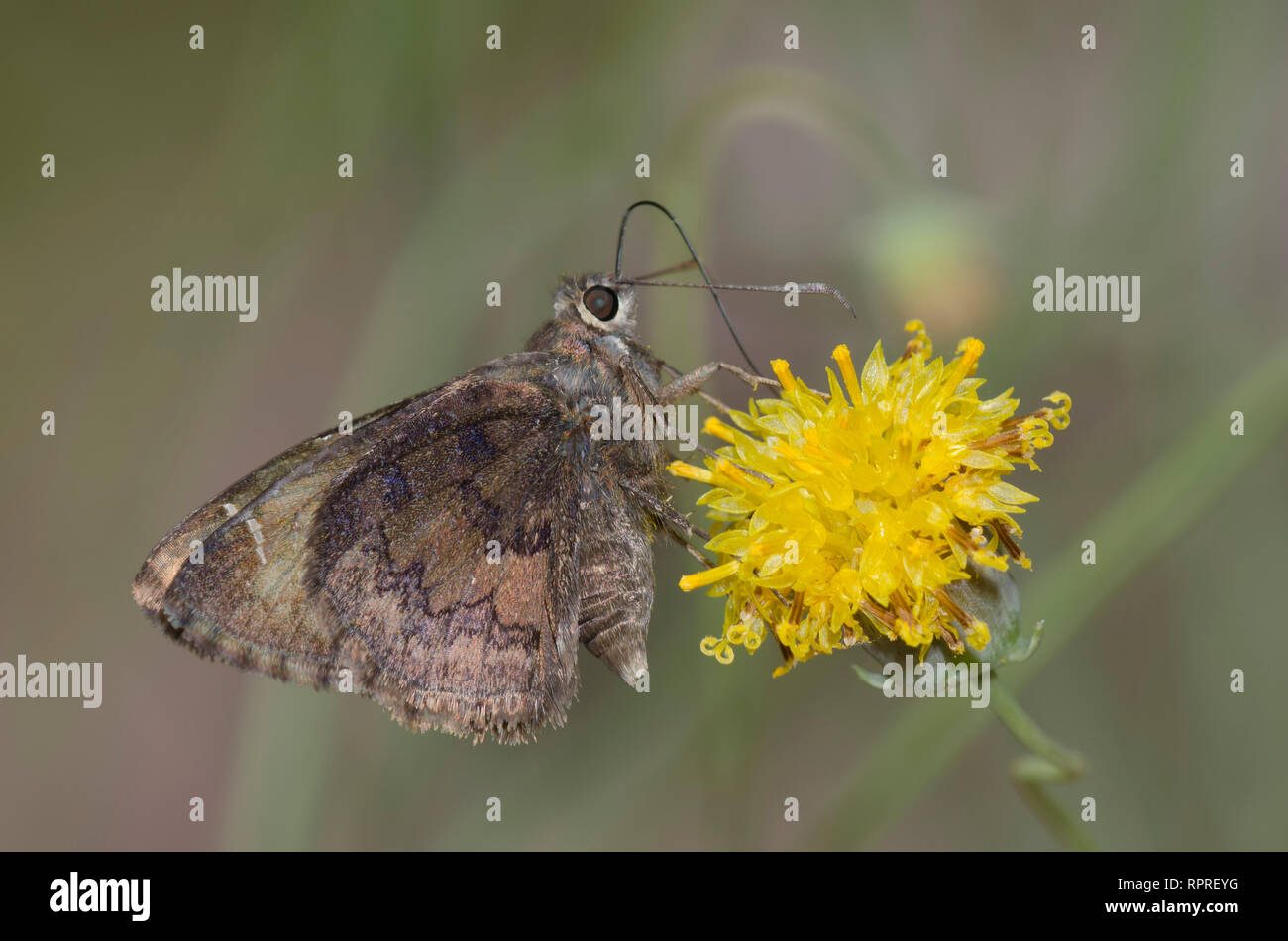 Northern Cloudywing, Cecropterus pylades, male nectaring on Sweetbush ...