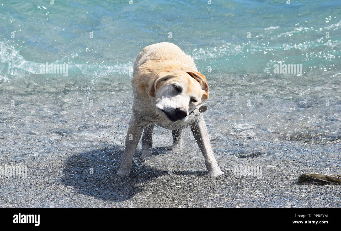 Golden Labrador, Vault Beach, Cornwall, 050716 Stock Photo - Alamy