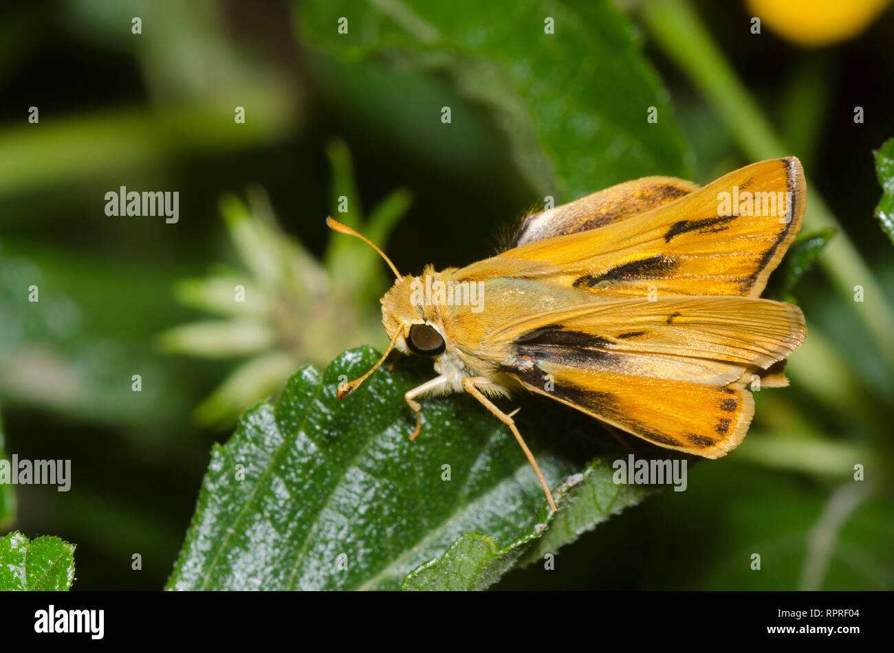Fiery Skipper, Hylephila phyleus, male Stock Photo - Alamy