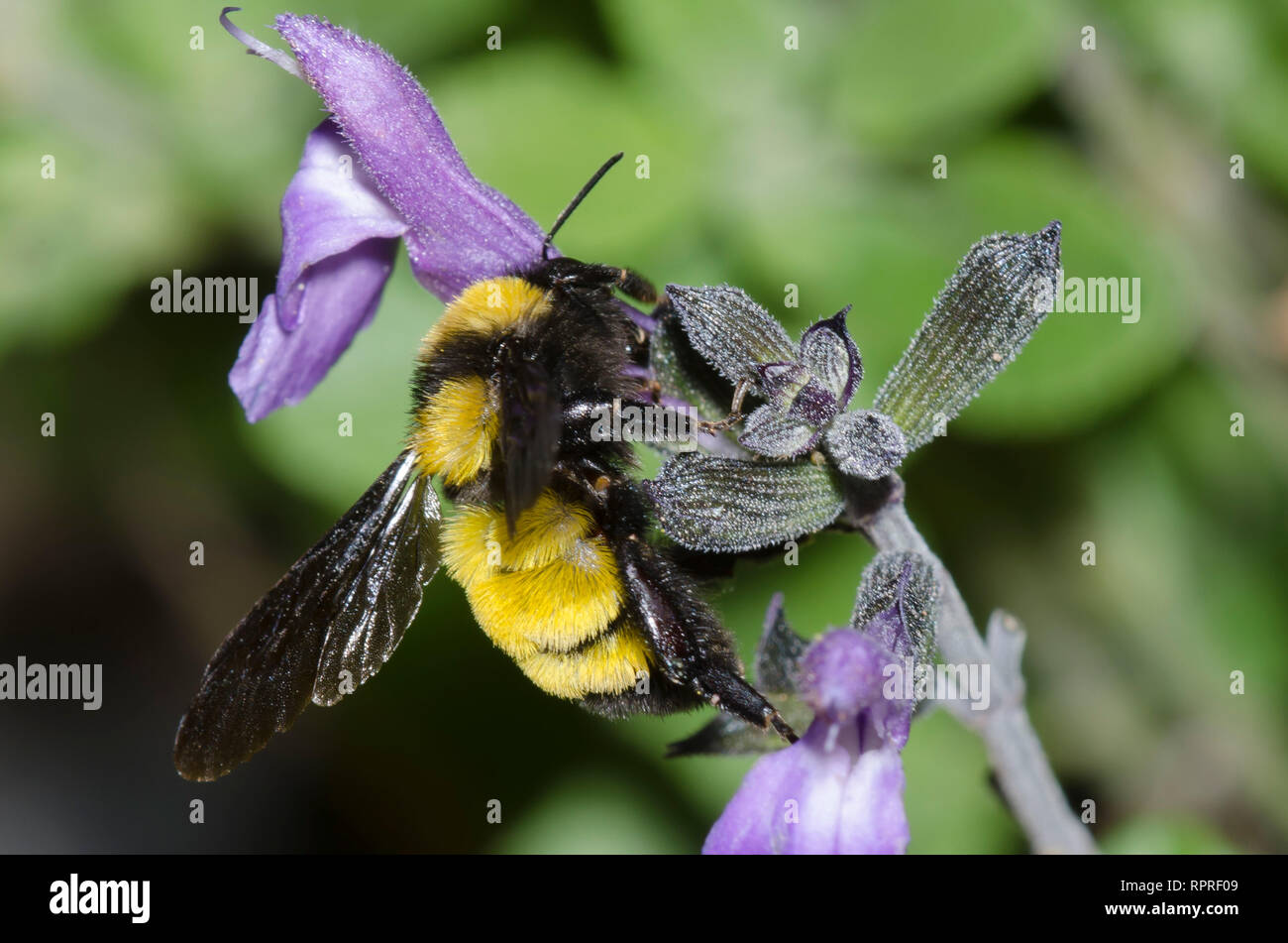 Bumble bee arizona hi-res stock photography and images - Alamy