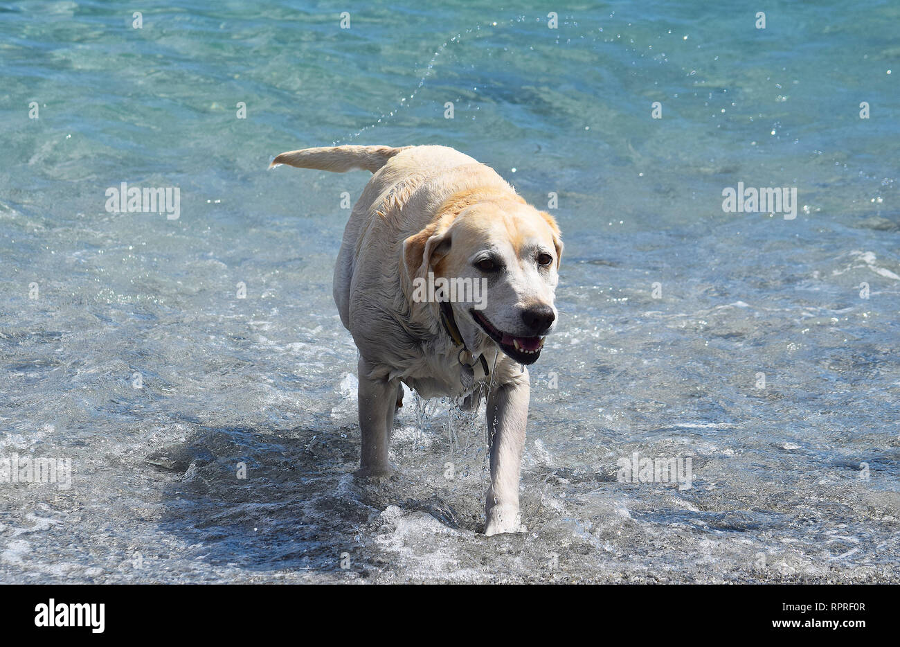 Golden Labrador, Vault Beach, Cornwall, 050716 Stock Photo - Alamy