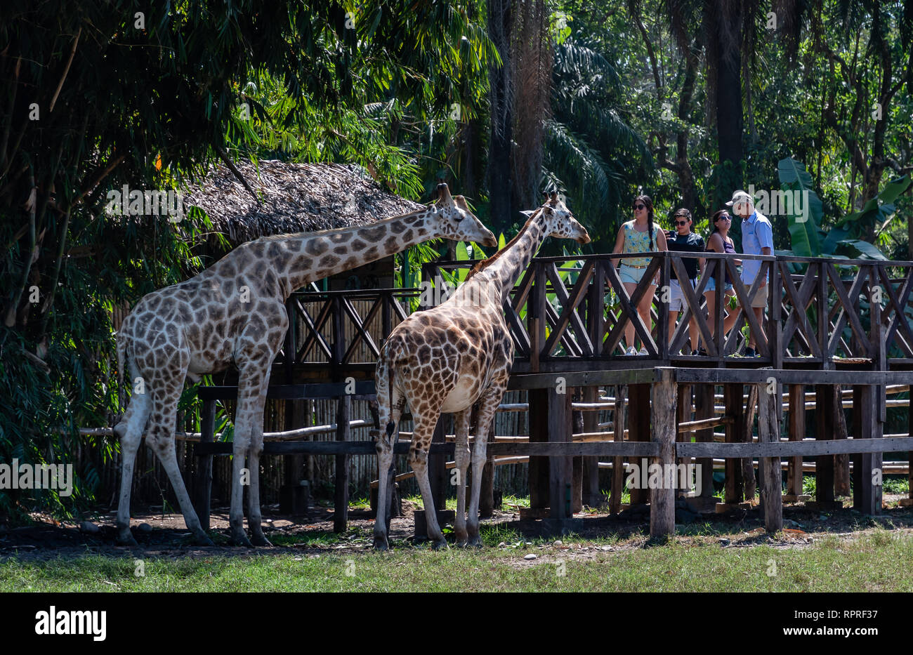 latin people feeding giraffe in Guatemalan zoo Stock Photo - Alamy