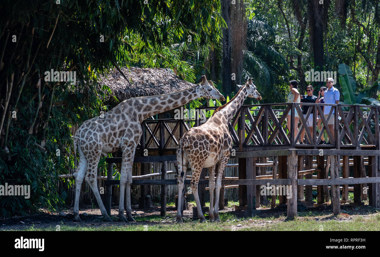 latin people feeding giraffe in Guatemalan zoo Stock Photo - Alamy