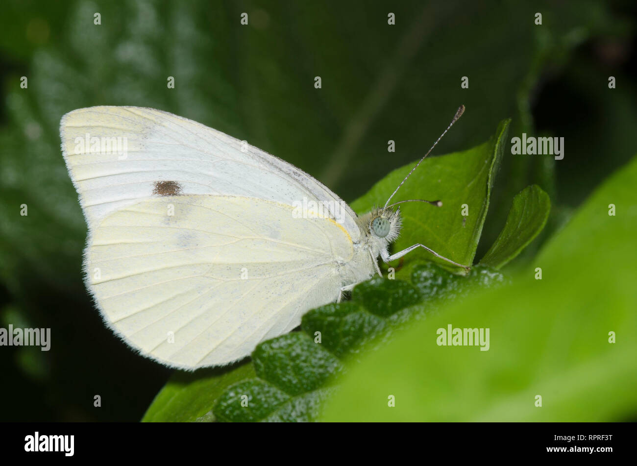 Cabbage White, Pieris rapae Stock Photo - Alamy