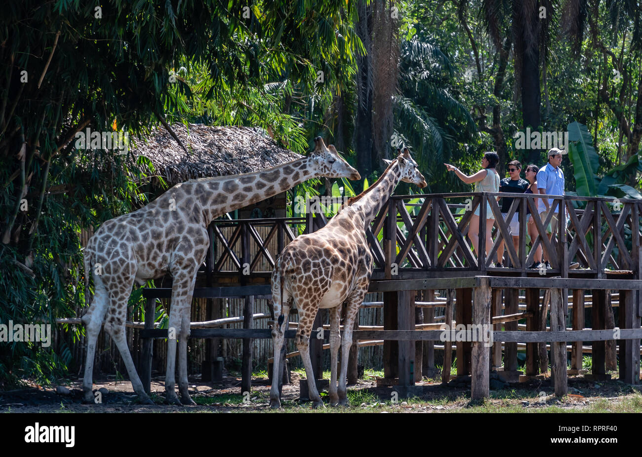 latin people feeding giraffe in Guatemalan zoo Stock Photo - Alamy