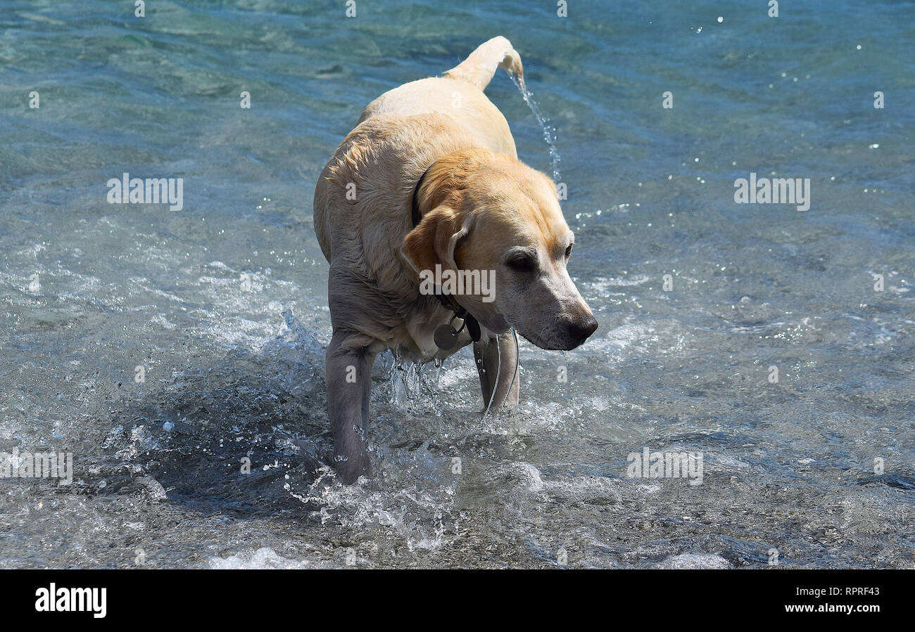 Golden Labrador, Vault Beach, Cornwall, 050716 Stock Photo - Alamy