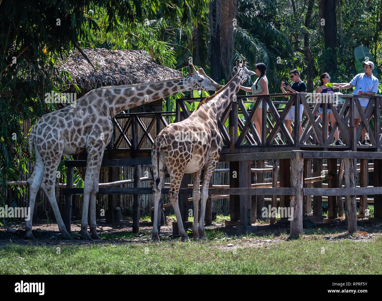 latin people feeding giraffe in Guatemalan zoo Stock Photo - Alamy