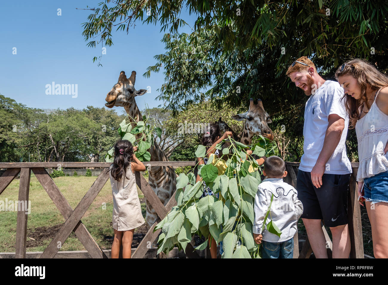 latin family feeding giraffe in Guatemalan zoo Stock Photo - Alamy
