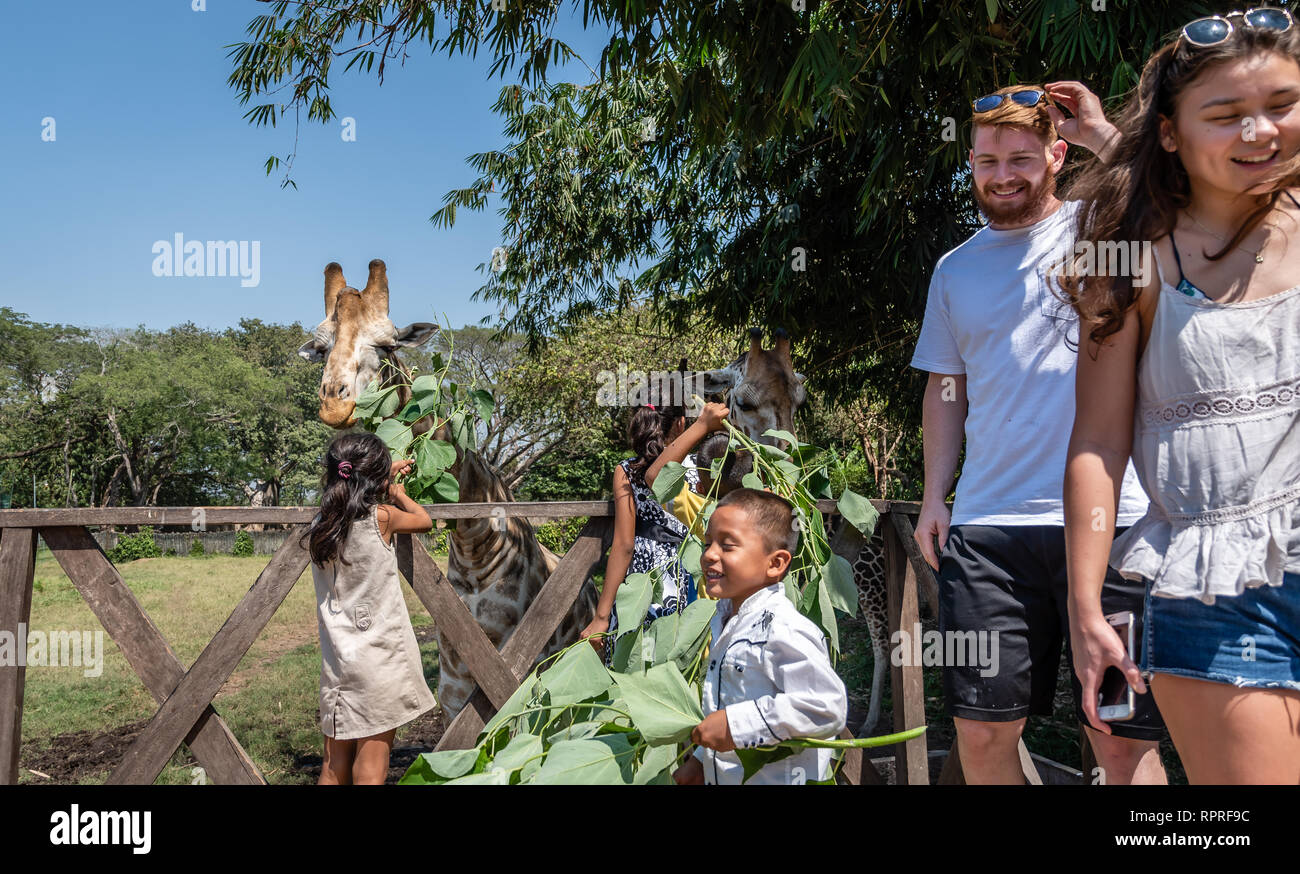 latin family feeding giraffe in Guatemalan zoo Stock Photo - Alamy