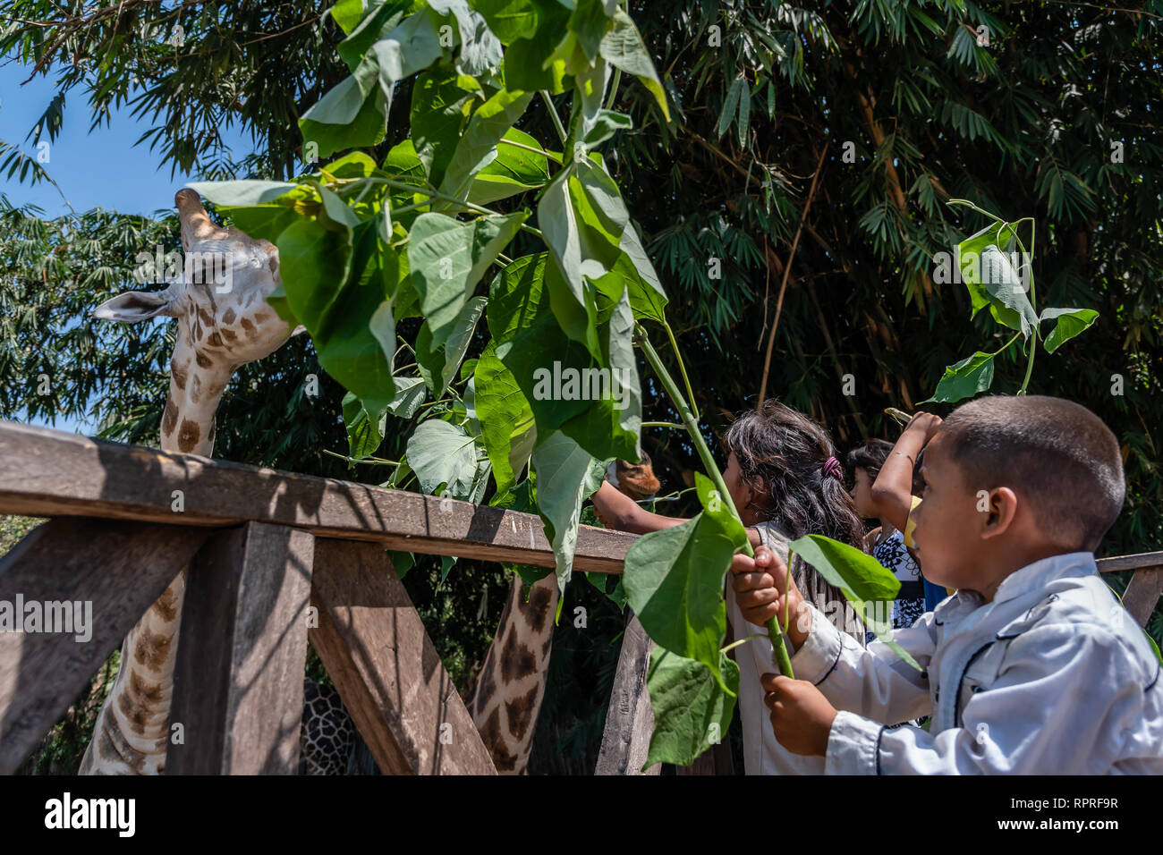 latin family feeding giraffe in Guatemalan zoo Stock Photo - Alamy