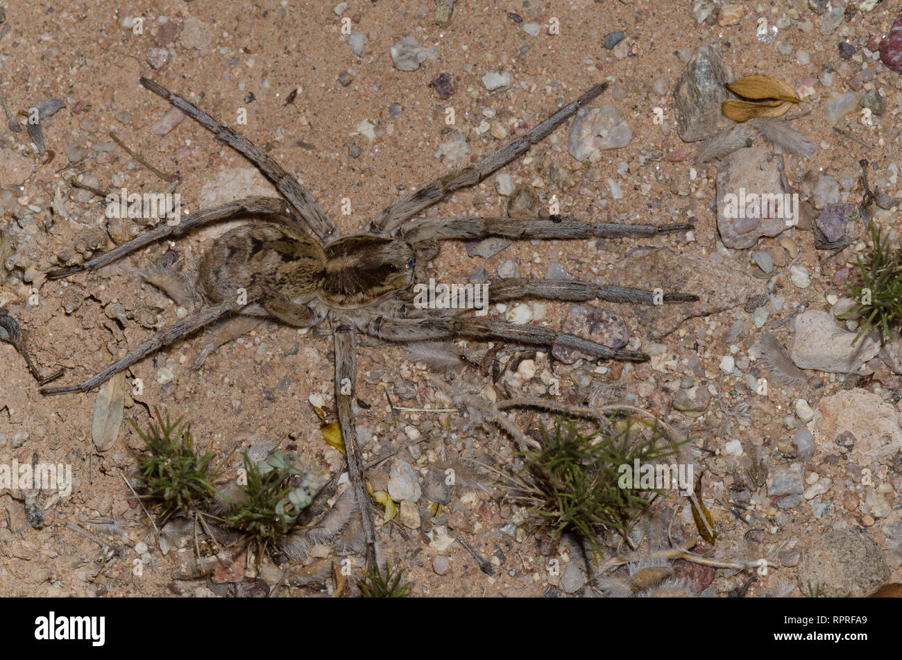 Hogna Carolinensis High Resolution Stock Photography and Images - Alamy