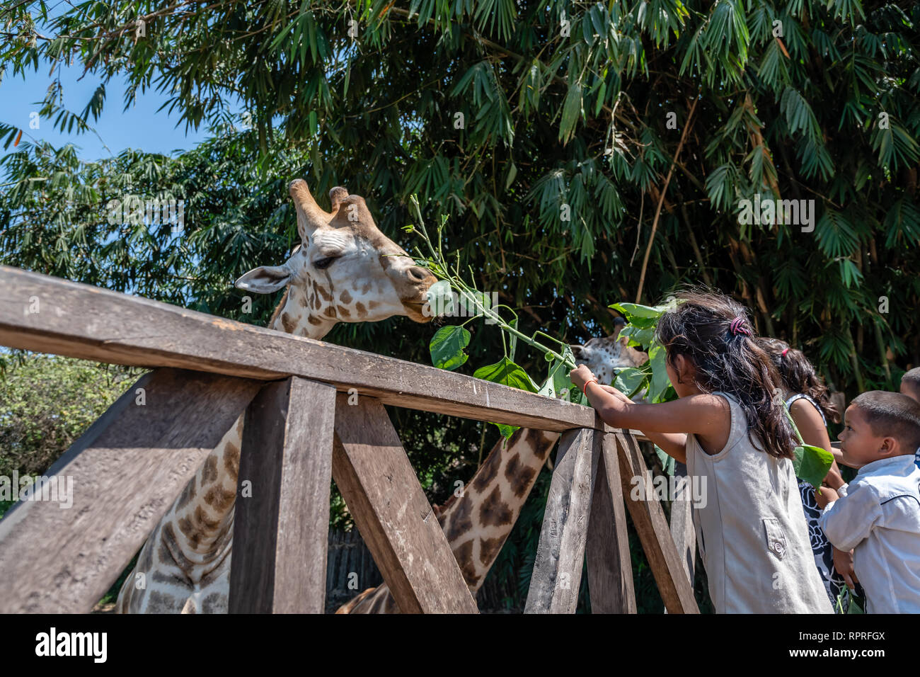 latin family feeding giraffe in Guatemalan zoo Stock Photo - Alamy