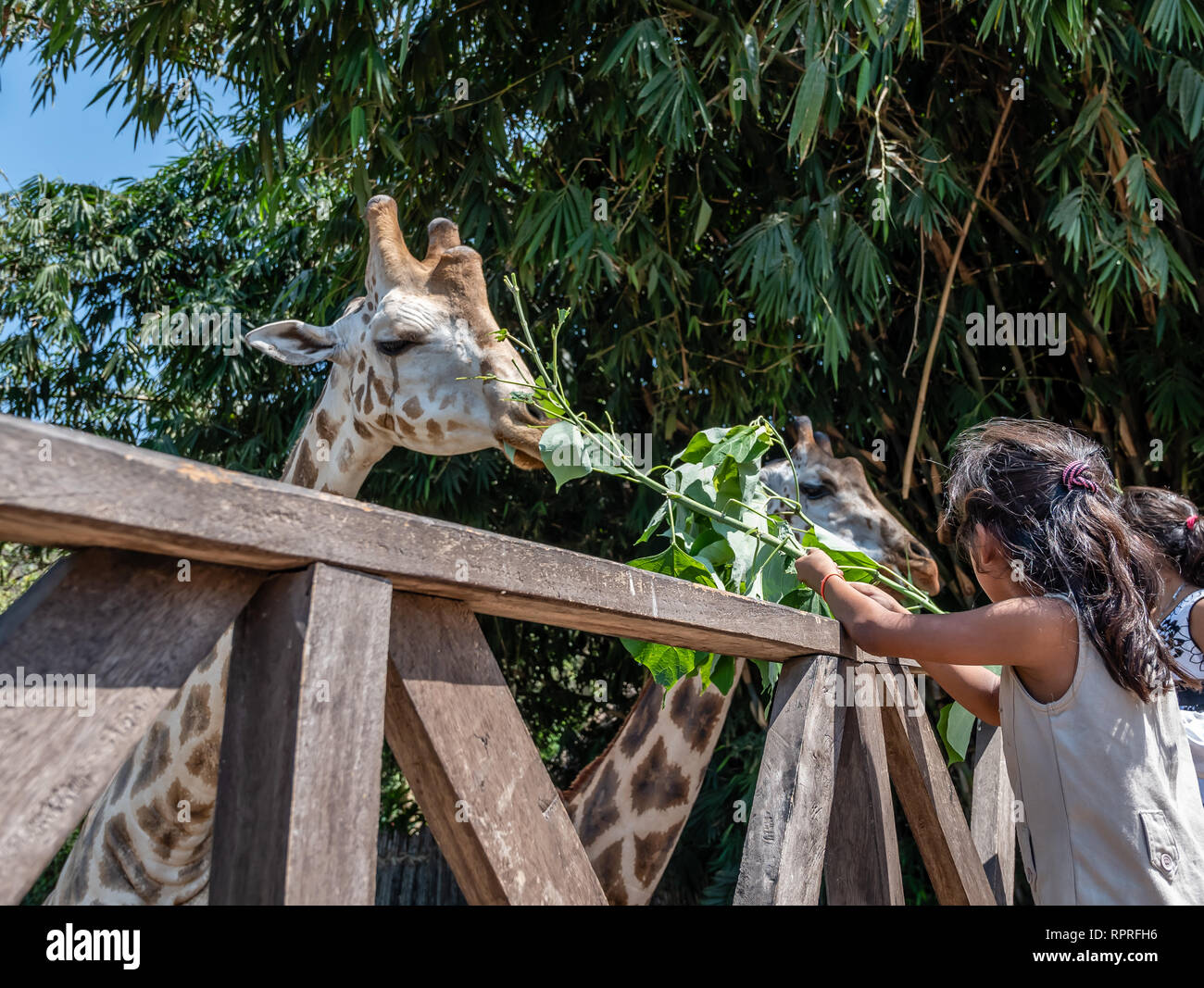 latin family feeding giraffe in Guatemalan zoo Stock Photo - Alamy